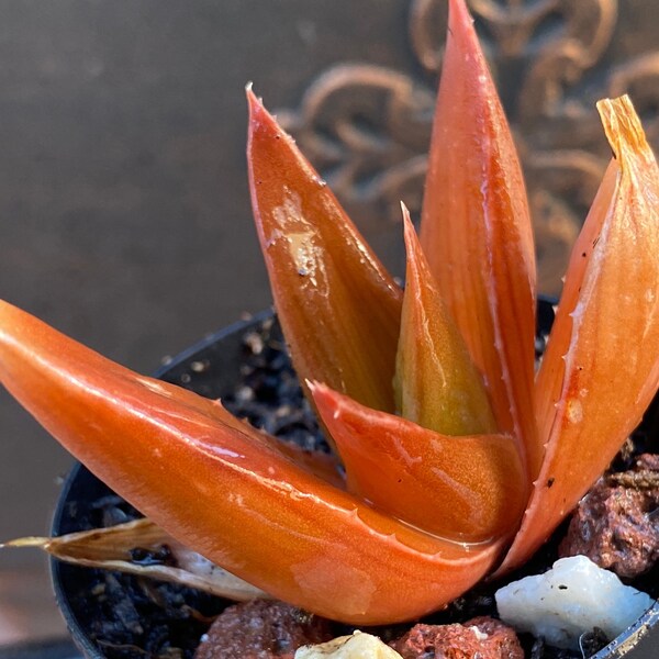 Rare Aloe - Etsy