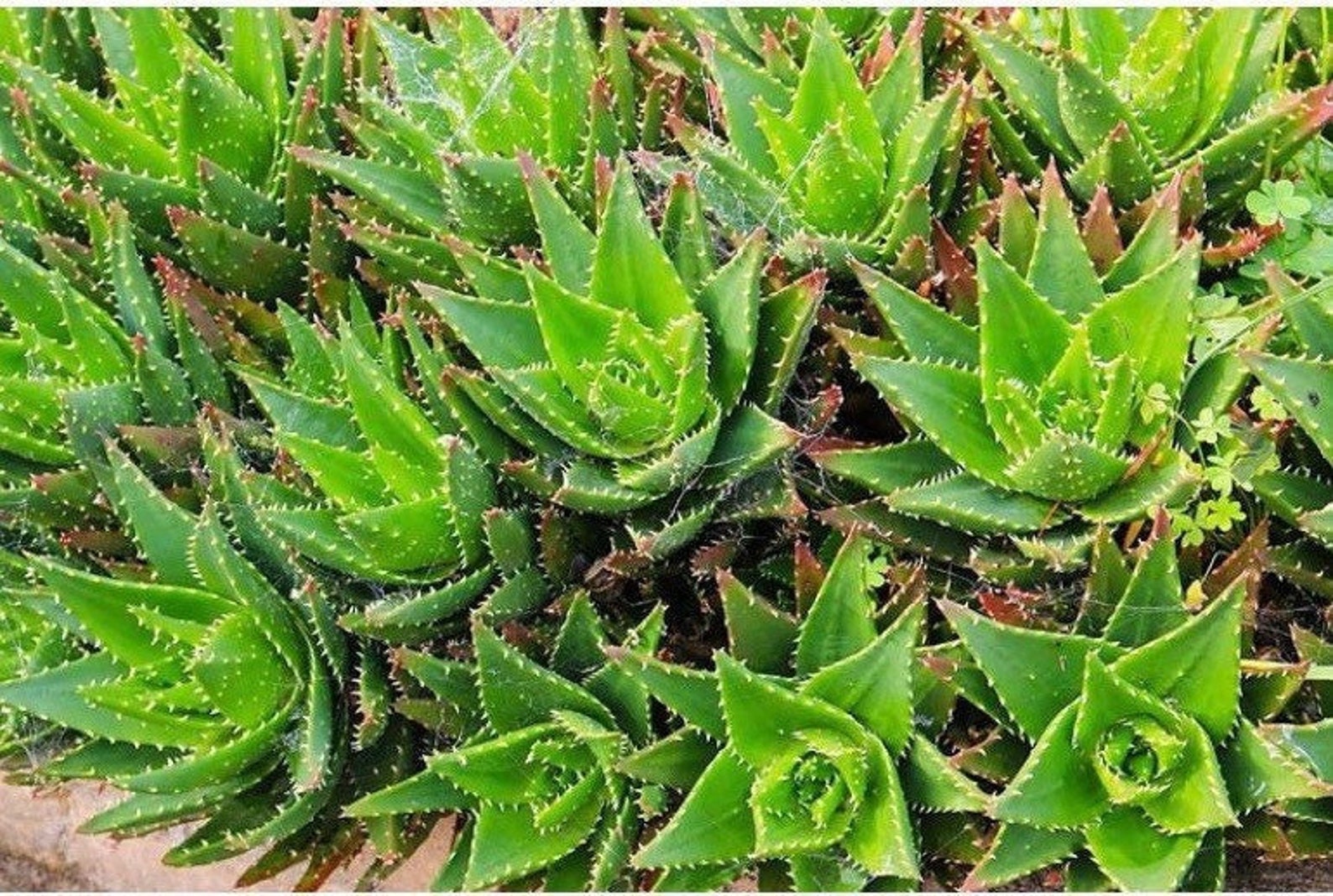 Aloe X Nobilis, Golden Toothed Aloe, Matured Multi Offsets, Super Heat ...