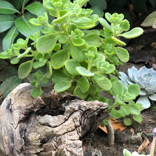 Vicks Plant Plectranthus Tomentosa Rare Herb/ Succulent With - Etsy