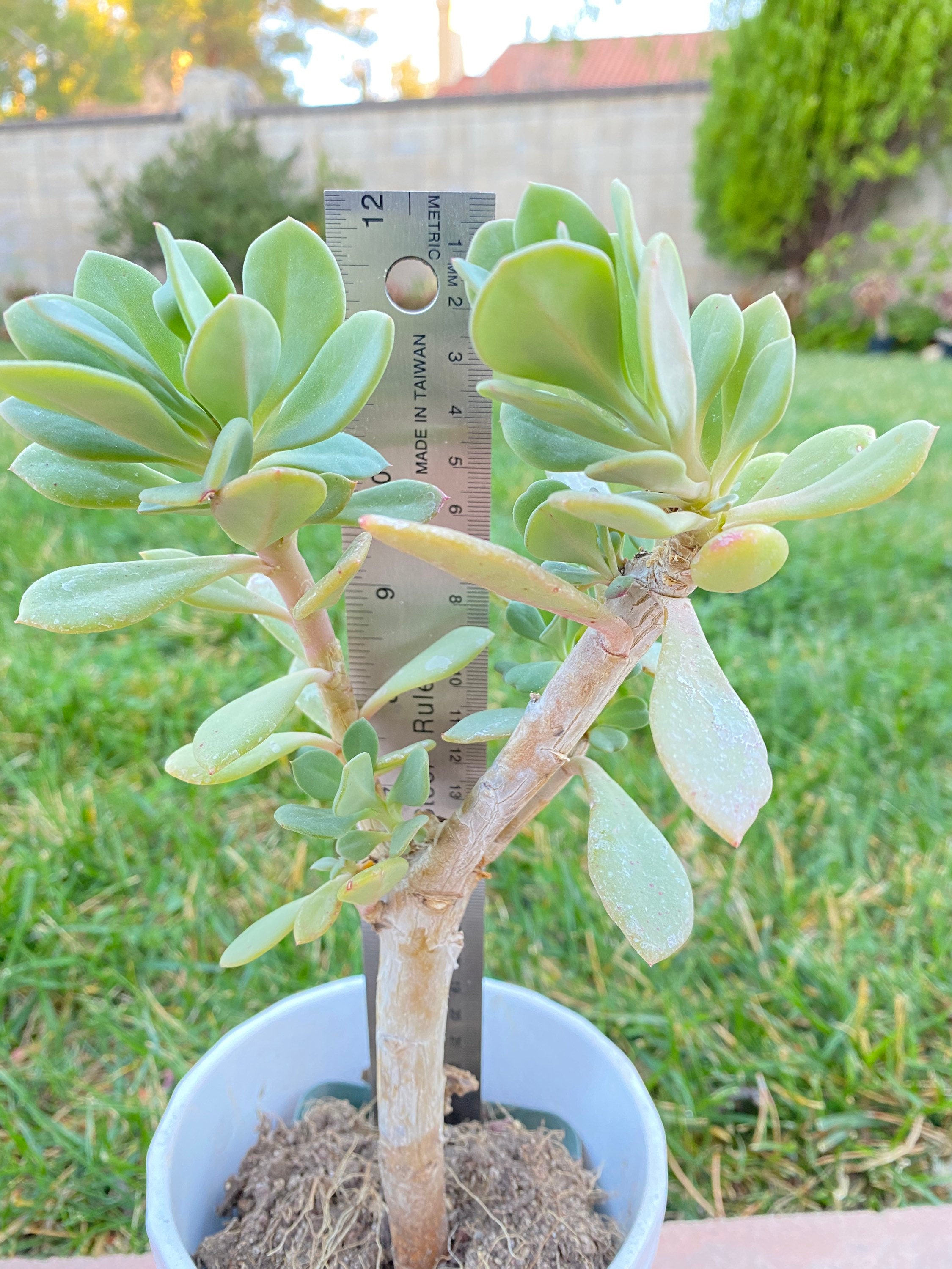 Craft Supplies & Tools Home & Hobby super hardy succulents Rare rock ...