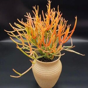 Multiple 6”+ Fire Stick Stem Cuttings, Hardy Euphorbia, Pencil Cactus ...