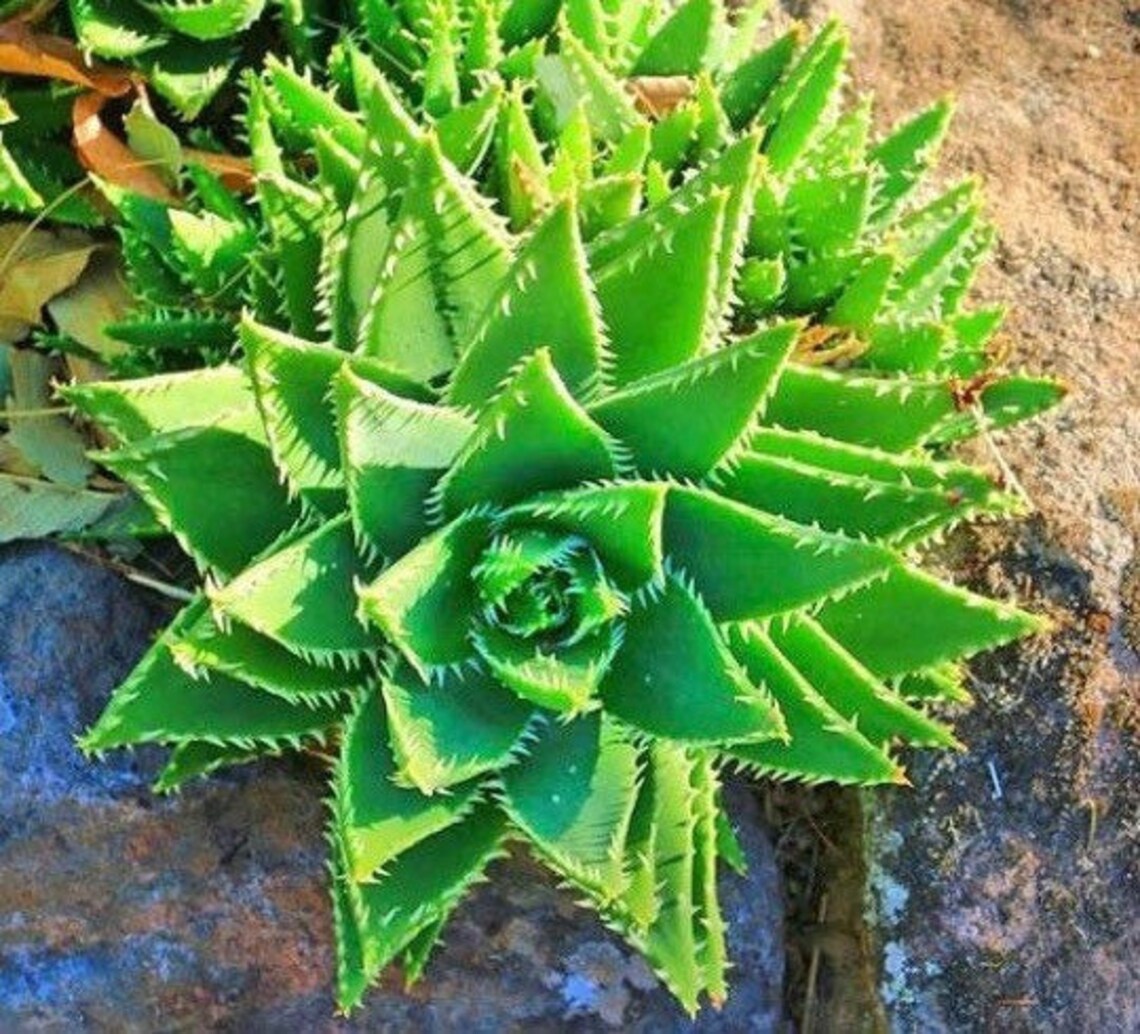 Aloe X Nobilis, Golden Toothed Aloe, Matured Multi Offsets, Super Heat ...