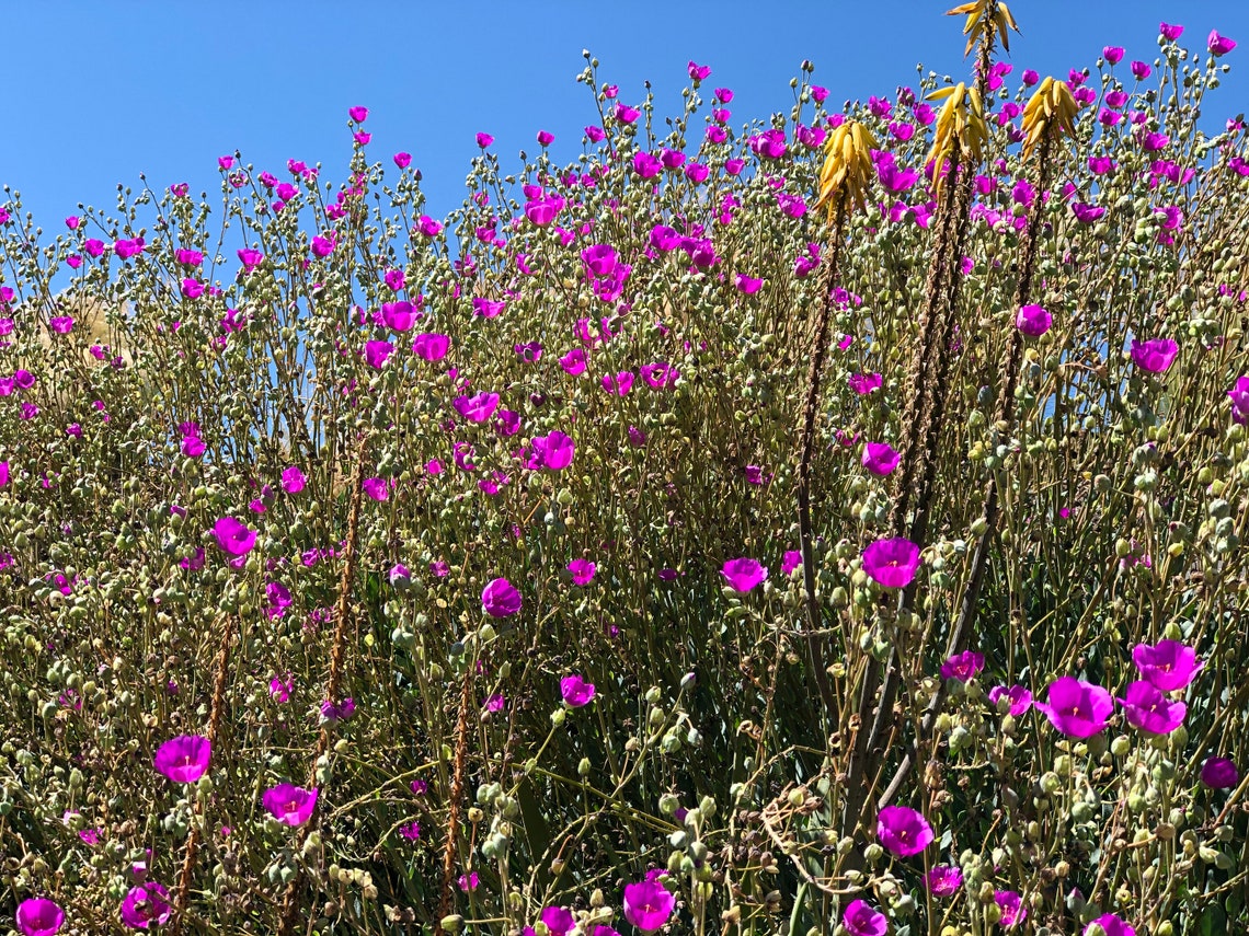 Rare rock purslane/calandrinia spectabilis super hardy | Etsy