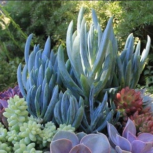 Blue Chalk Sticks，curio Repens, Easy Grow Hardy Succulents, Beautiful ...