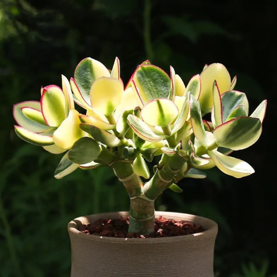 Variegated Tricolor Jade Succulent, Lemon N Lime, Money Tree, Crassula ...