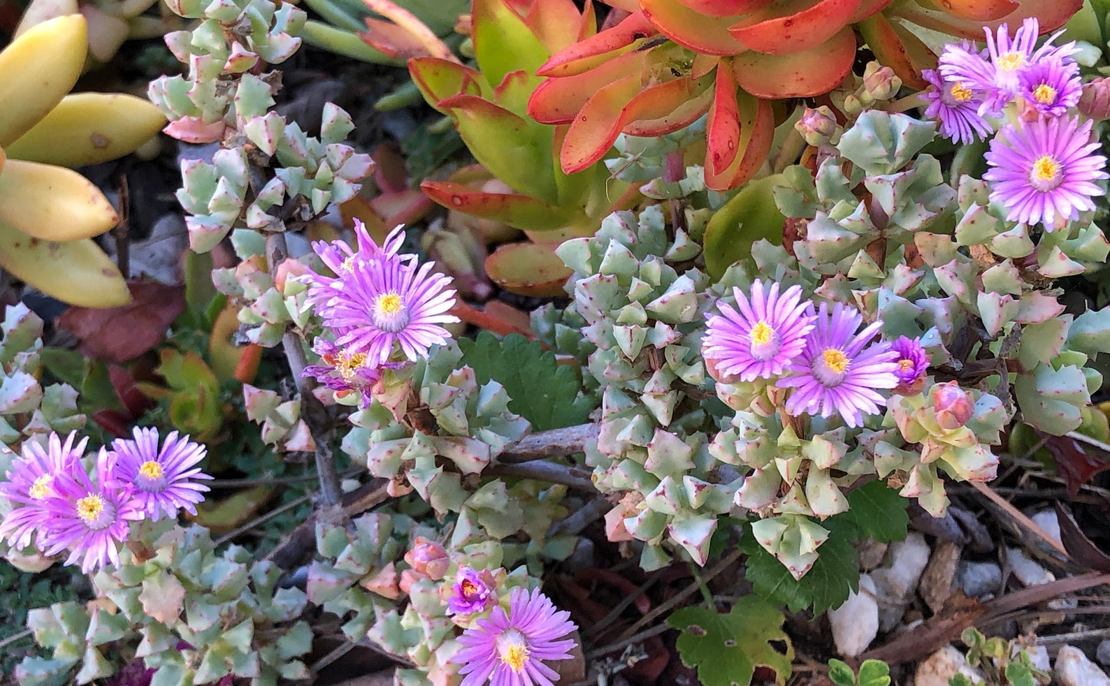 Very Rare Succulents, Sandstone Vygie Pink Oscularia Deltoides ...