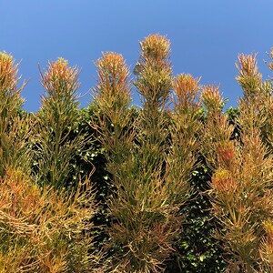 Multiple 6”+ Fire Stick Stem Cuttings, Hardy Euphorbia, Pencil Cactus ...