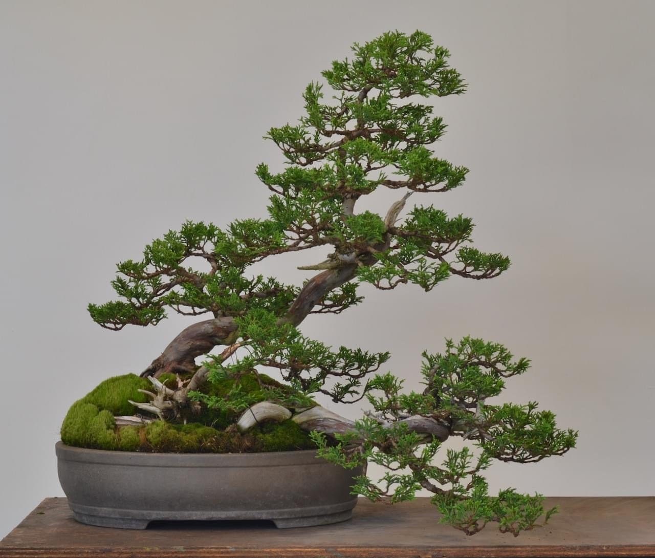 Cedar Bonsai Seeds 15pk 91 Germination W Instructions Cedrus Deodara Etsy