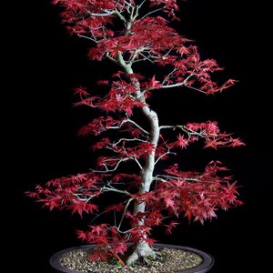 Red Japanese Maple Bonsai Seeds | 10pk 91% Germination W Instructions ...