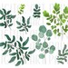 Eucalyptus Clipart Greenery Clipart Fern Clipart Watercolor Greenery ...