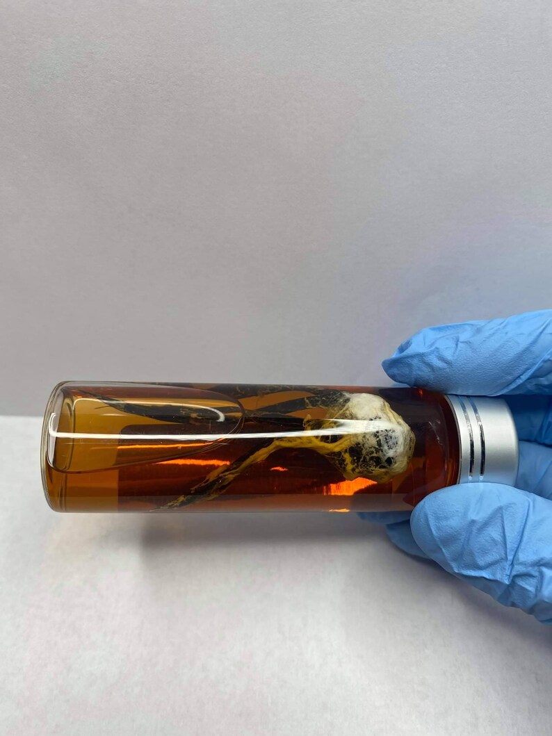 Resident Evil Ne-a TYPE Nemesis Parasite. | Etsy