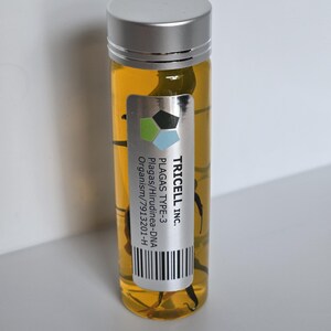 Resident Evil Plagas Type-3 - Etsy