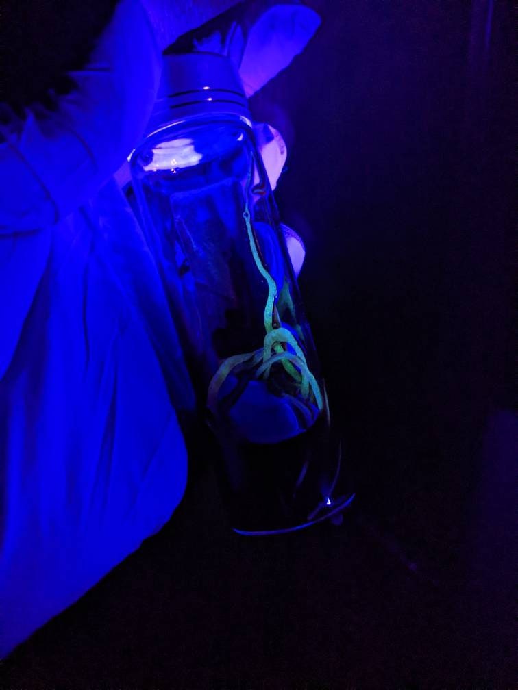 Fallout Glowing Sample Set - Etsy