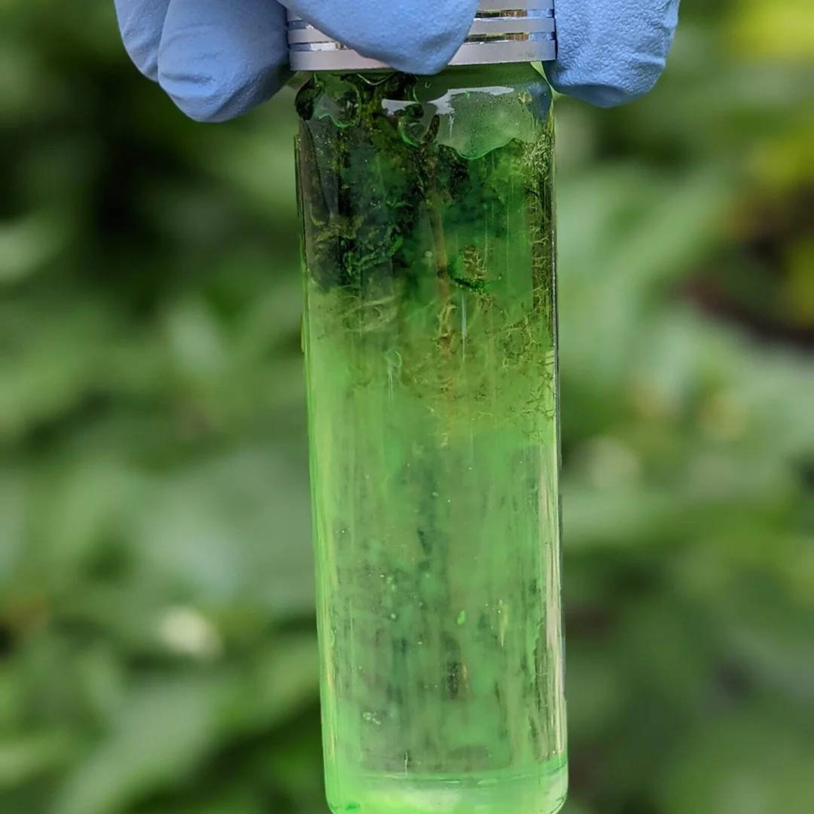 Fallout New Vegas BIG MT VIAL Beuveria Mordicana - Etsy