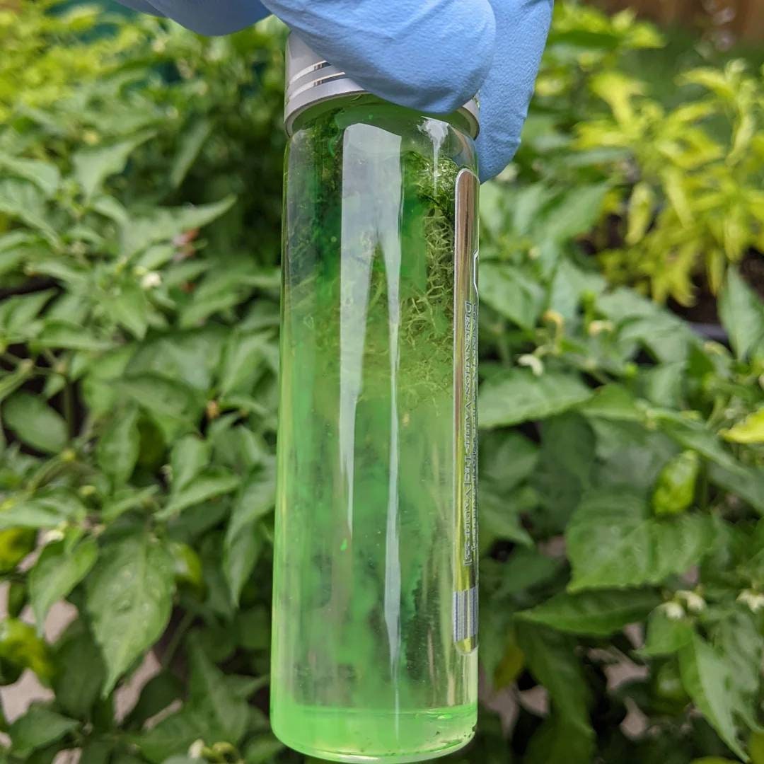 Fallout New Vegas BIG MT VIAL Beuveria Mordicana - Etsy