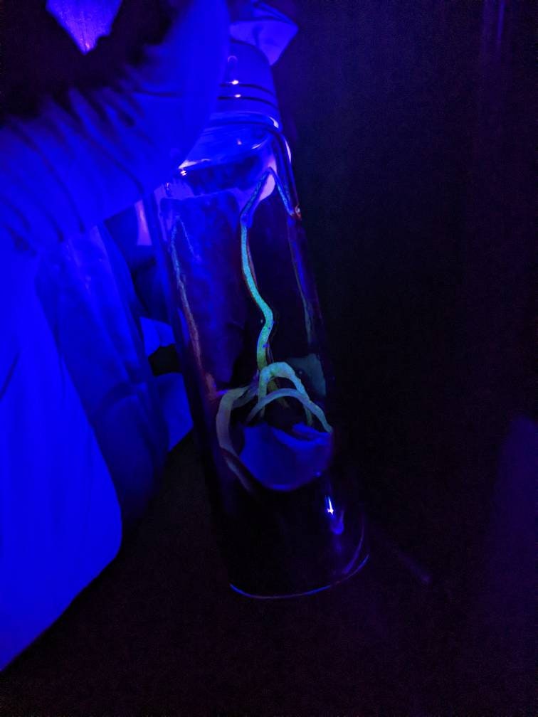 Fallout Glowing Sample Set - Etsy