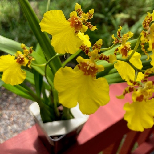 Orchid Dancing Lady Oncidium Plant Live Orchid Yellow Flowers - Etsy