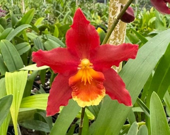 Seedling Orchid Oncidium Wilsonara Pacific Panache 'fireside Fever ...