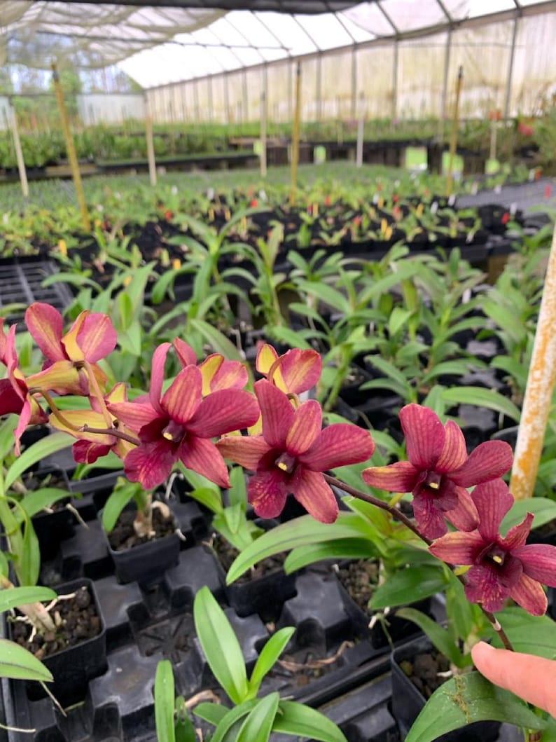 Dendrobium Burana 'emerald' Comes in 4" Pot - Etsy