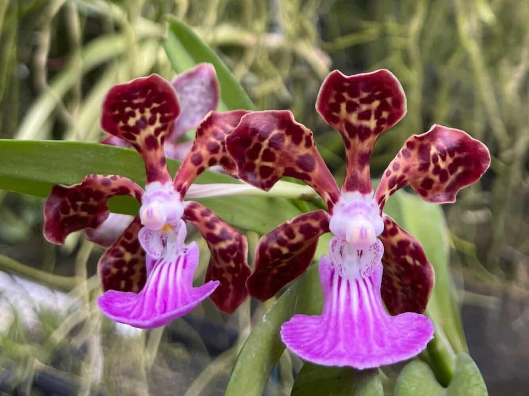 Paksorn Fragrance Orchid – Rare Papilionanda (V. Merrillii X V. Batrum ...