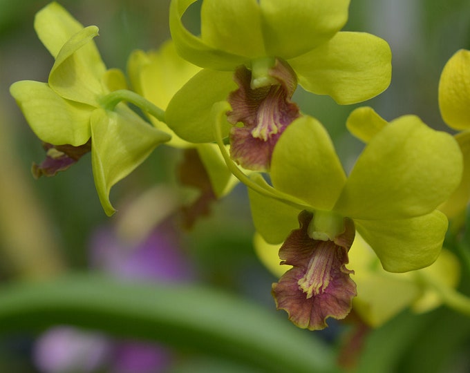 Blc. Copper Queen, Bl. Richard Mueller X Toshia Aok - Etsy