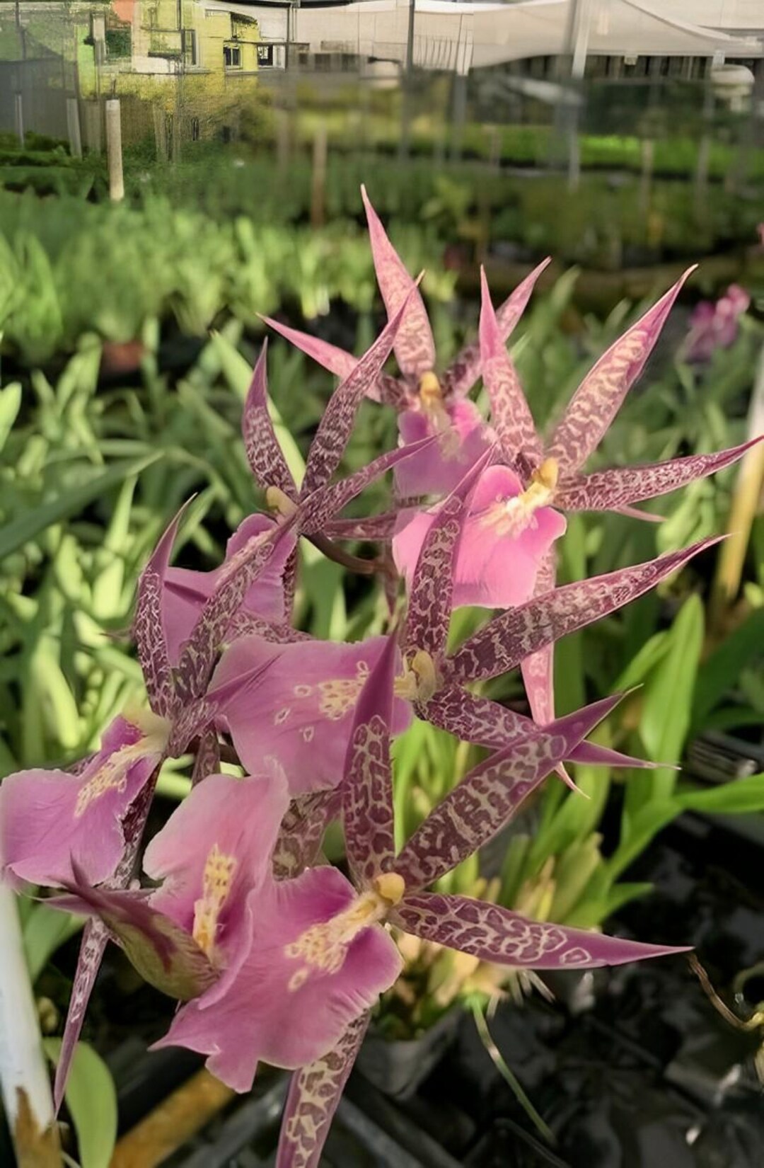 Orchid Miltassia Fitch ‘izumi’ Live Plant From Hawaii | Comes in a 4 ...