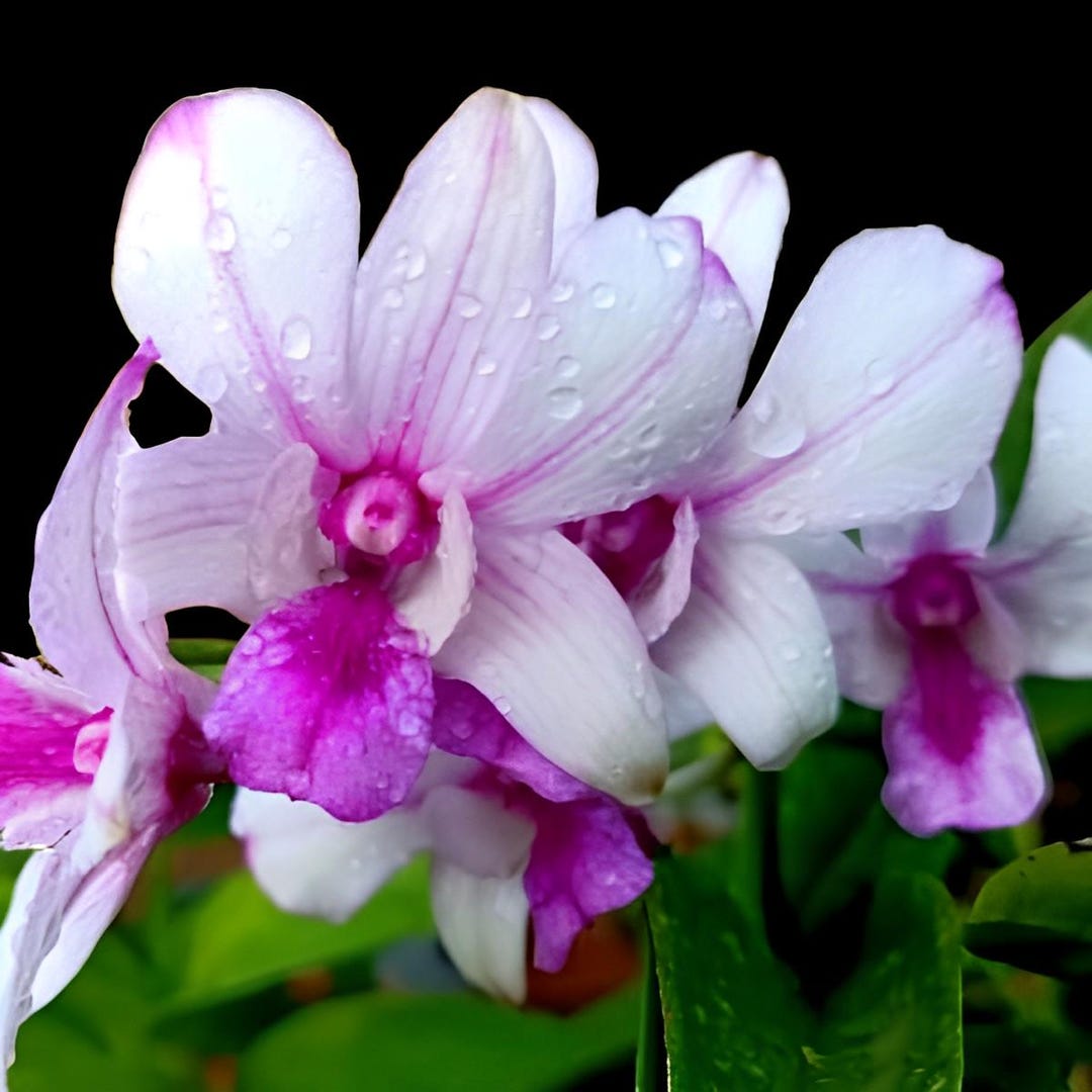 Dendrobium Popeye 4" Pot Orchids From Hawaii - Etsy