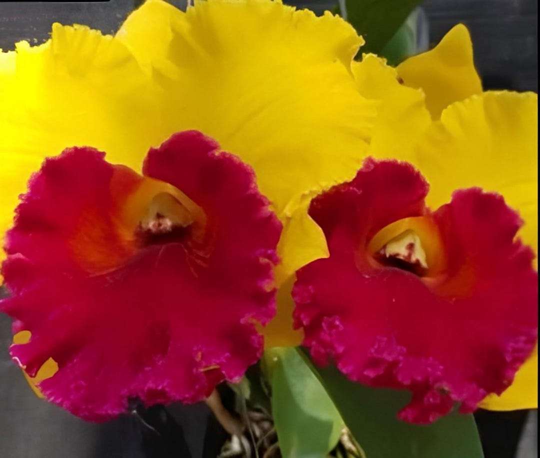 Cattleya Rlc Thongsuphan Gold X Rlc Suvarnabhumi Magic Comes in 4" Pot ...