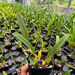 Bulbophyllum Biflorum Comes in 4" Pot - Etsy