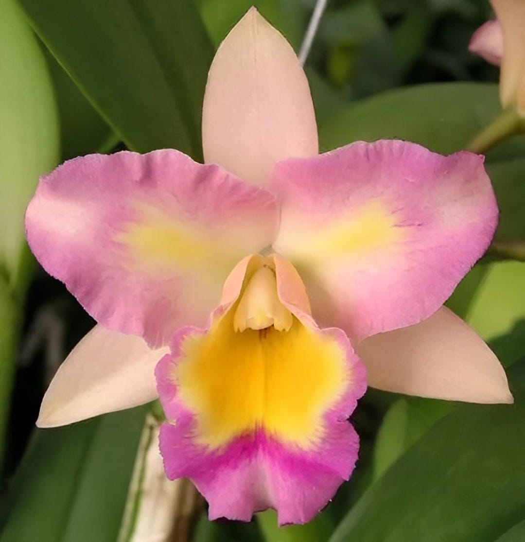 Rth Nonthaburi Fancy X Rlc Chomthong Beauty Comes in 4" Live Plants From Hawaii - Etsy