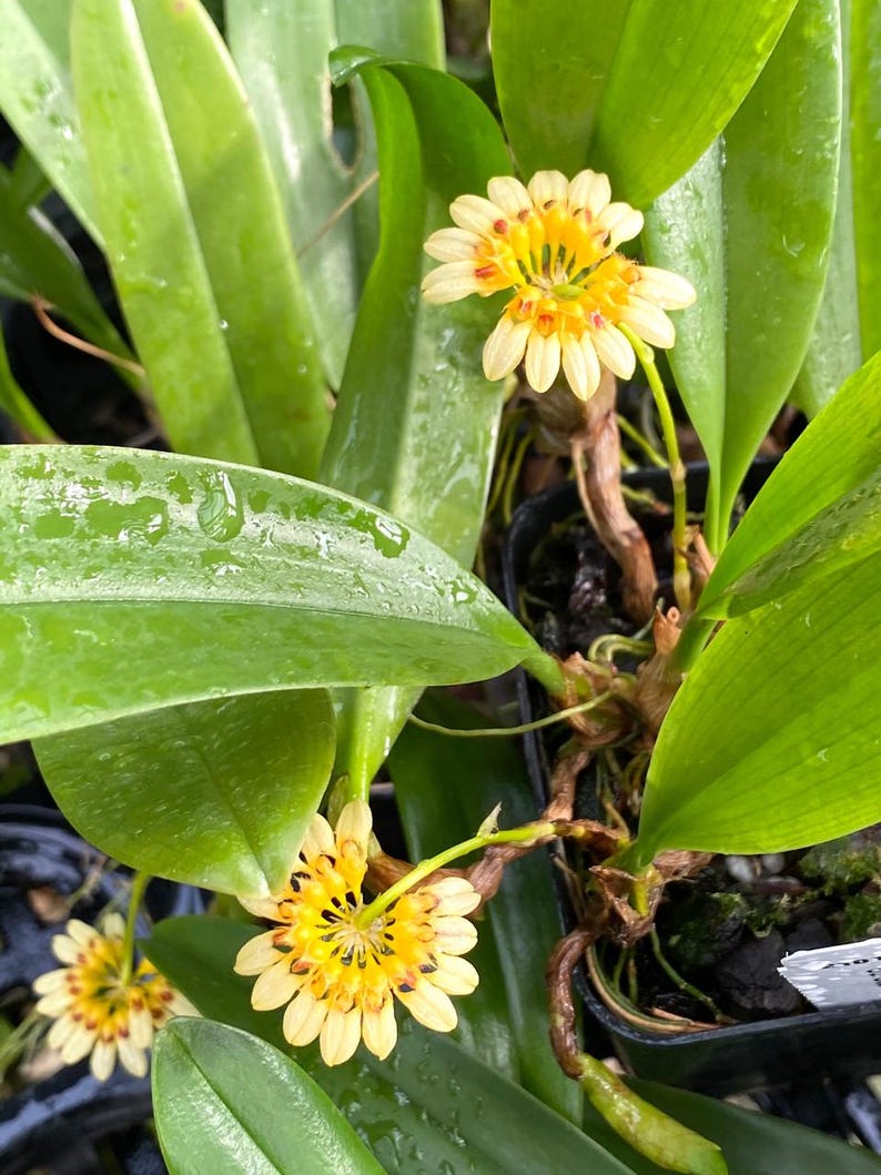 Bulbophyllum Auratum Plant 4" Pot Plants - Etsy