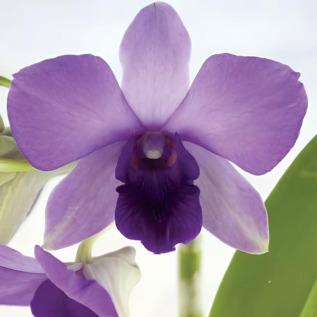 Dendrobium Aridang Blue Comes in a 4" Pot - Etsy