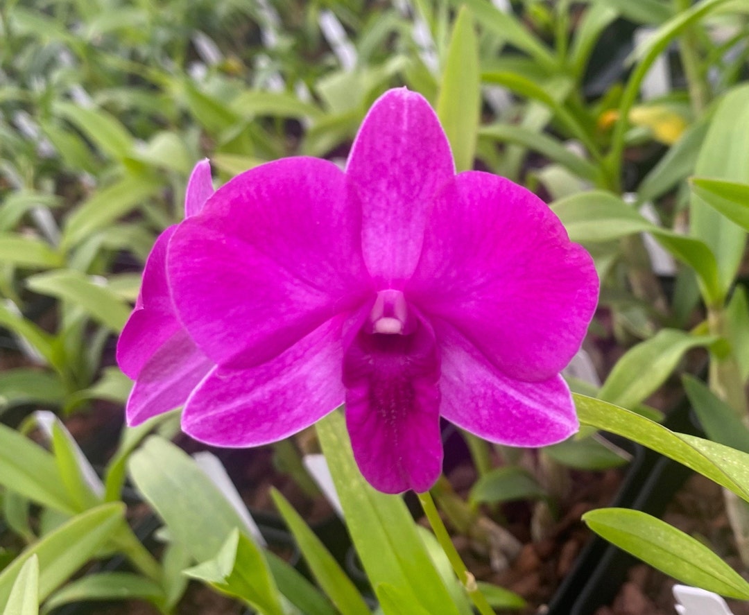 Dendrobium Compactum Comes in 4" Pot From Hawaii - Etsy
