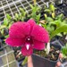 Dendrobium Red Dragon Comes in 4" Pot Blooming Size - Etsy