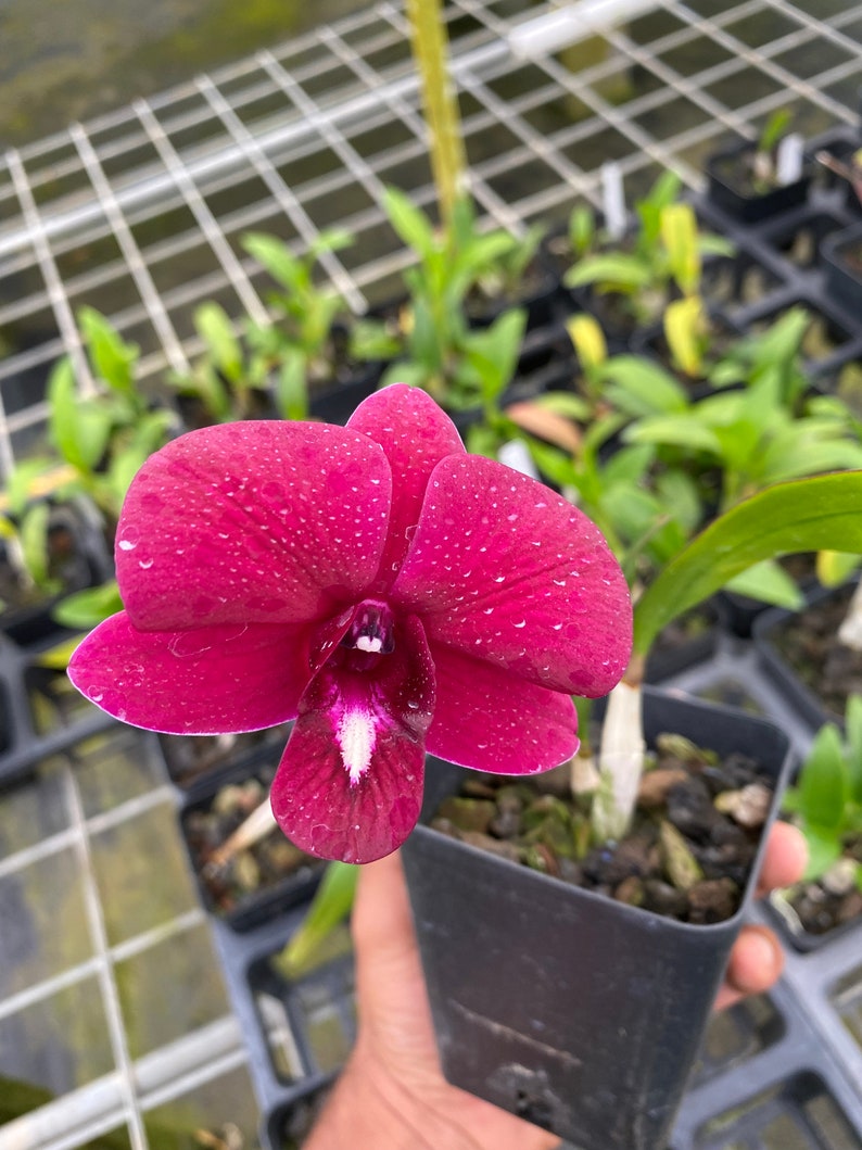 Dendrobium Red Dragon Comes in 4 Pot Blooming Size - Etsy