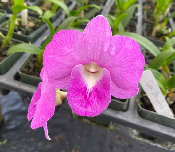 Orchid Dendrobium Pink
