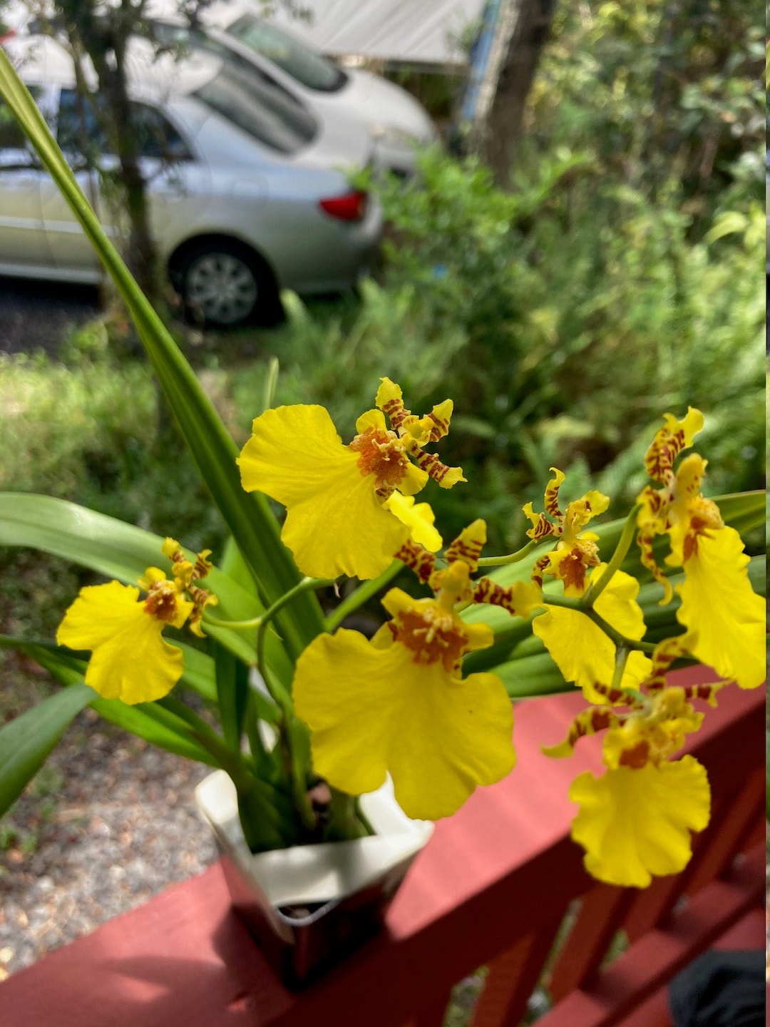 Orchid Dancing Lady Oncidium Plant Live Orchid Yellow Flowers From ...