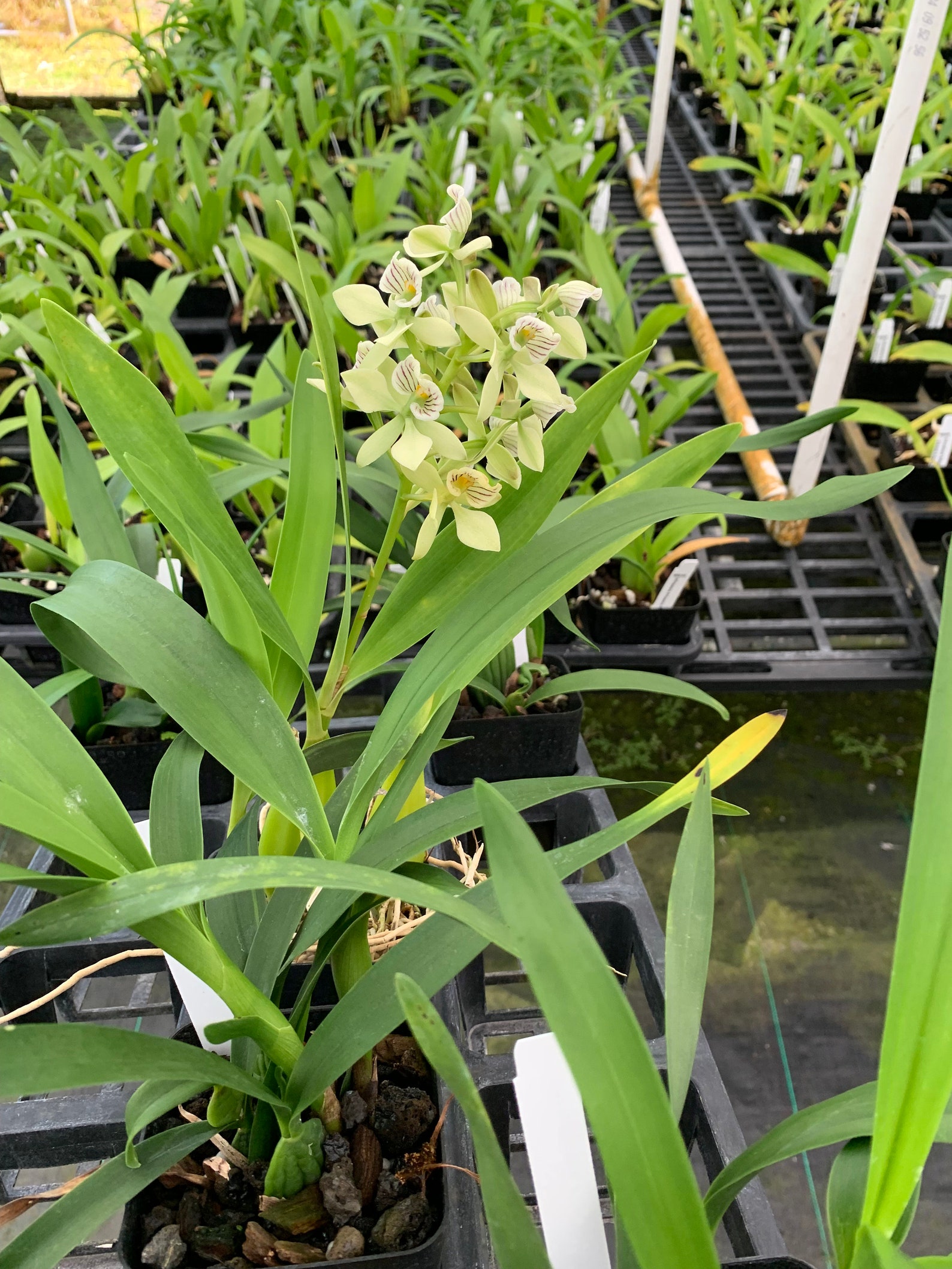 Orchid Encyclia Radiata Fragrant Plant Comes in 4 Pot - Etsy