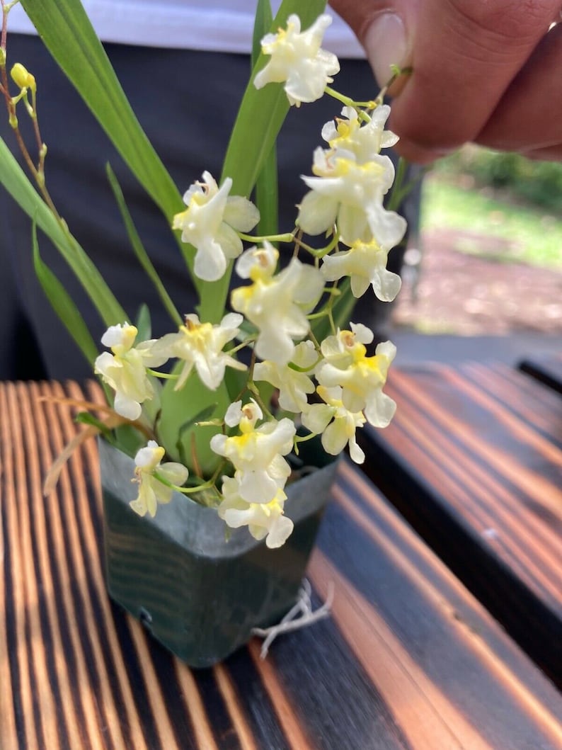 Live Oncidium Twinkle white' 'gold Dust' Orchid - Etsy