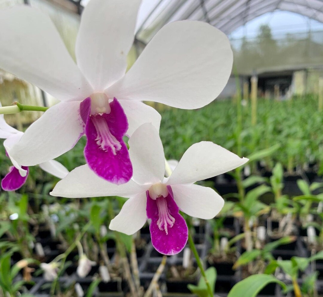 Dendrobium Burana Charming Comes in 4" Pot - Etsy
