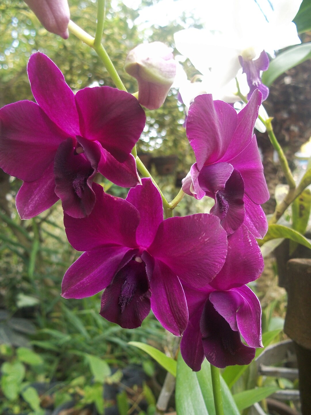Dendrobium Genting Rose, Comes in 4" Pot, Orchids From Hawaii - Etsy