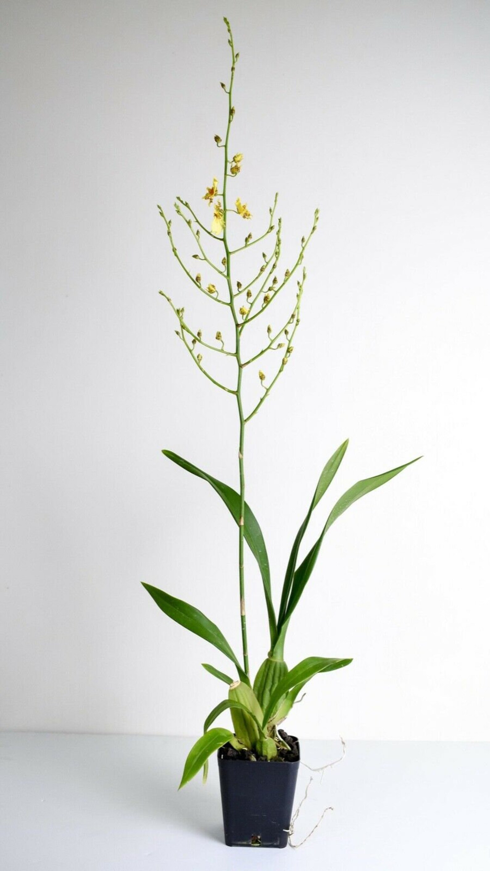 Orchid Dancing Lady Oncidium Plant Live Orchid Yellow Flowers From ...