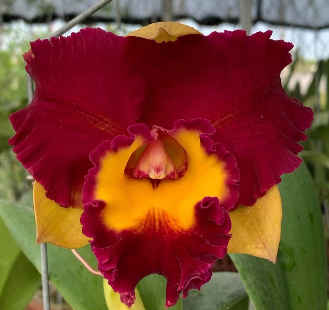 Rlc Cattleya Lady Gaga Orchid Comes in 4" Pot - Etsy