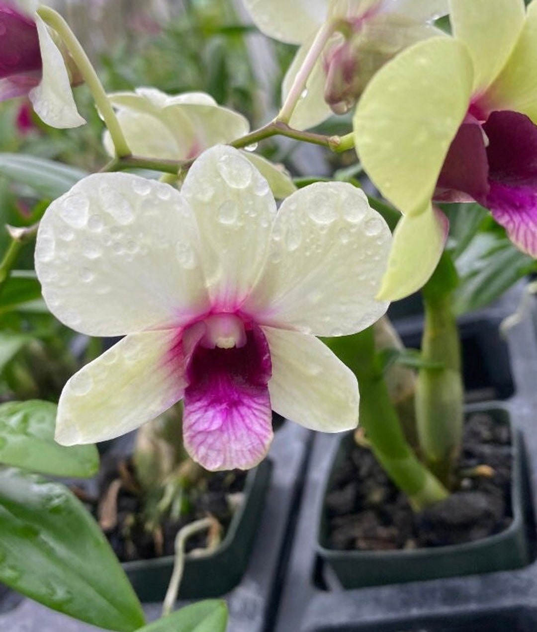 Dendrobium New Burana Comes in 4" Pot - Etsy