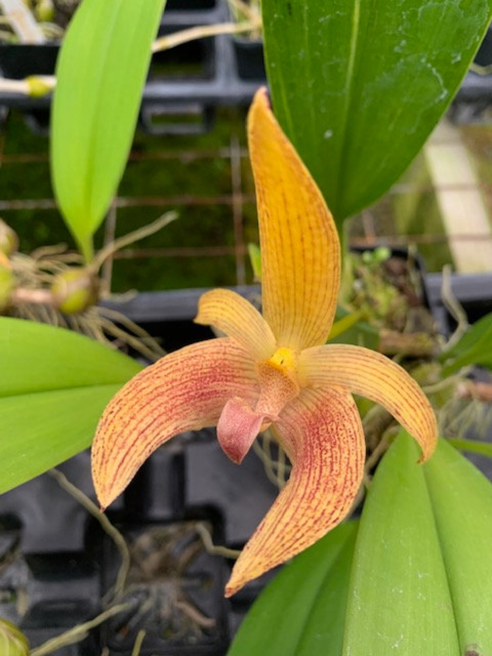 Orchid Bulbophyllum Claptonense Planta viva en maceta de 4 | Etsy