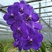 Live Orchid Vanda Flower Plant From Hawaii Exotic - Etsy