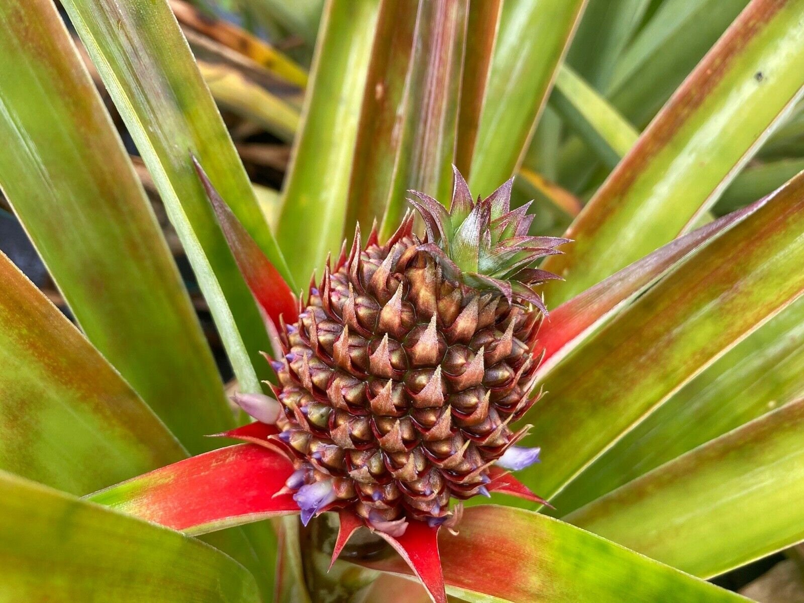 White Pineapple - White Hawaiian Pineapple Non-acidic Super Sweet From ...