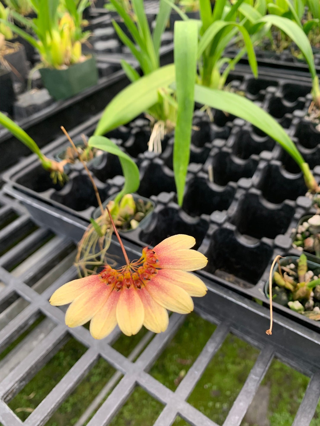 Bulb. Daisy Chain Makoyanum X Cumingii 2 - Etsy