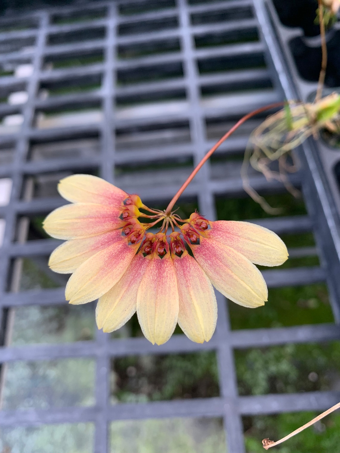 Bulb. Daisy Chain ( Makoyanum X Cumingii ) 4" - Etsy