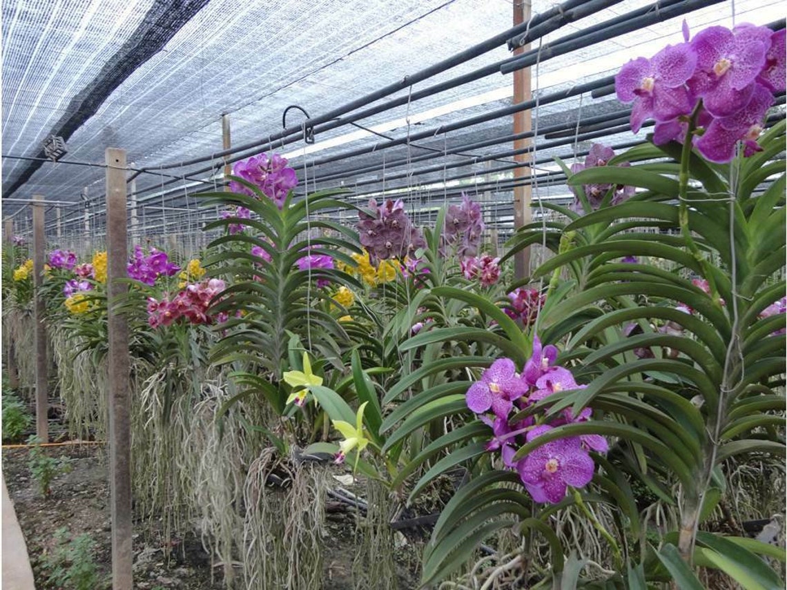 Live Orchid Vanda Flower Plant From Hawaii Exotic - Etsy